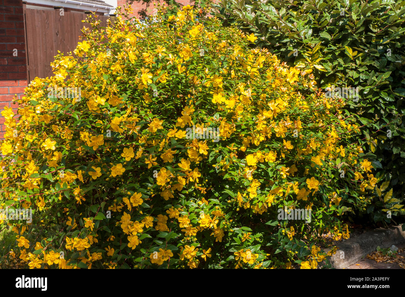 Hypericum hidcote hi-res stock photography and images - Alamy