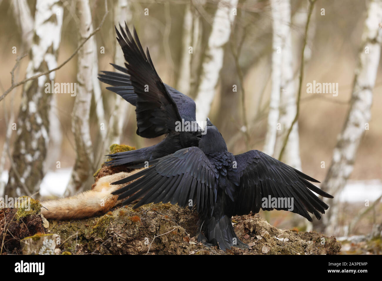 Two common ravens fight in birch forest in spring. Czech republic ...