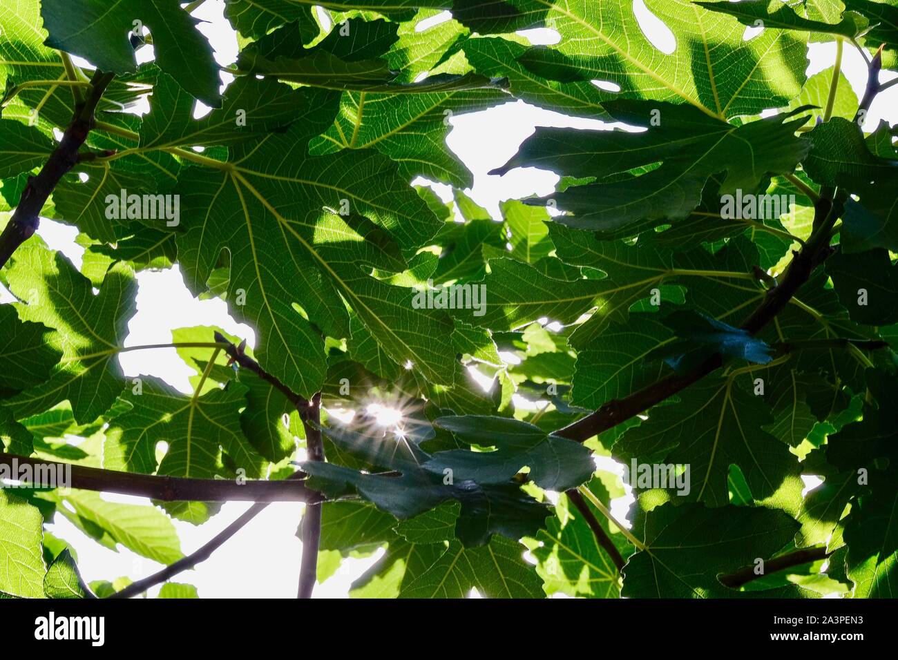 Turkish Plants, Leaves and Trees all found in abundance on the Southern ...
