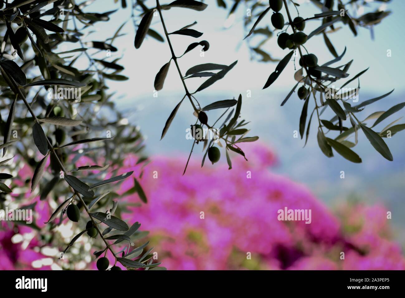 Garden inspirations hi-res stock photography and images - Alamy
