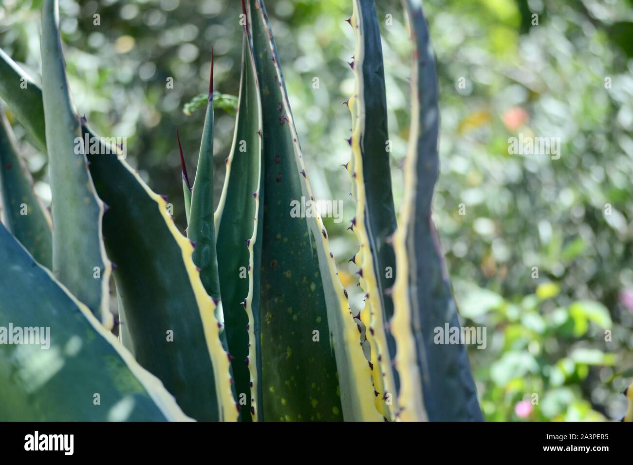 Turkish Plants, Leaves and Trees all found in abundance on the Southern ...