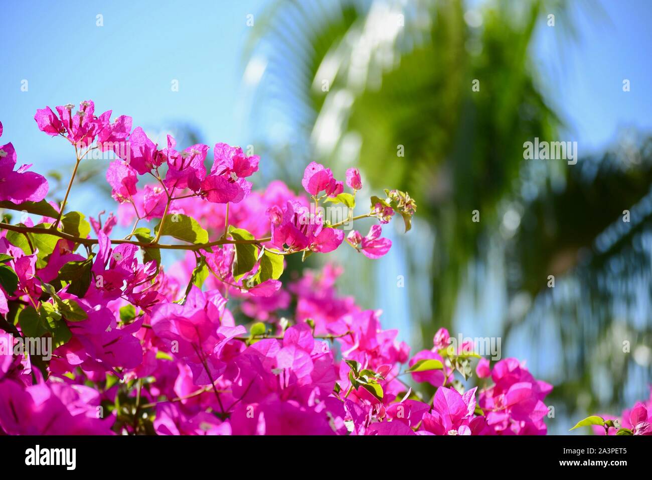 Turkish Plants, Leaves and Trees all found in abundance on the Southern ...
