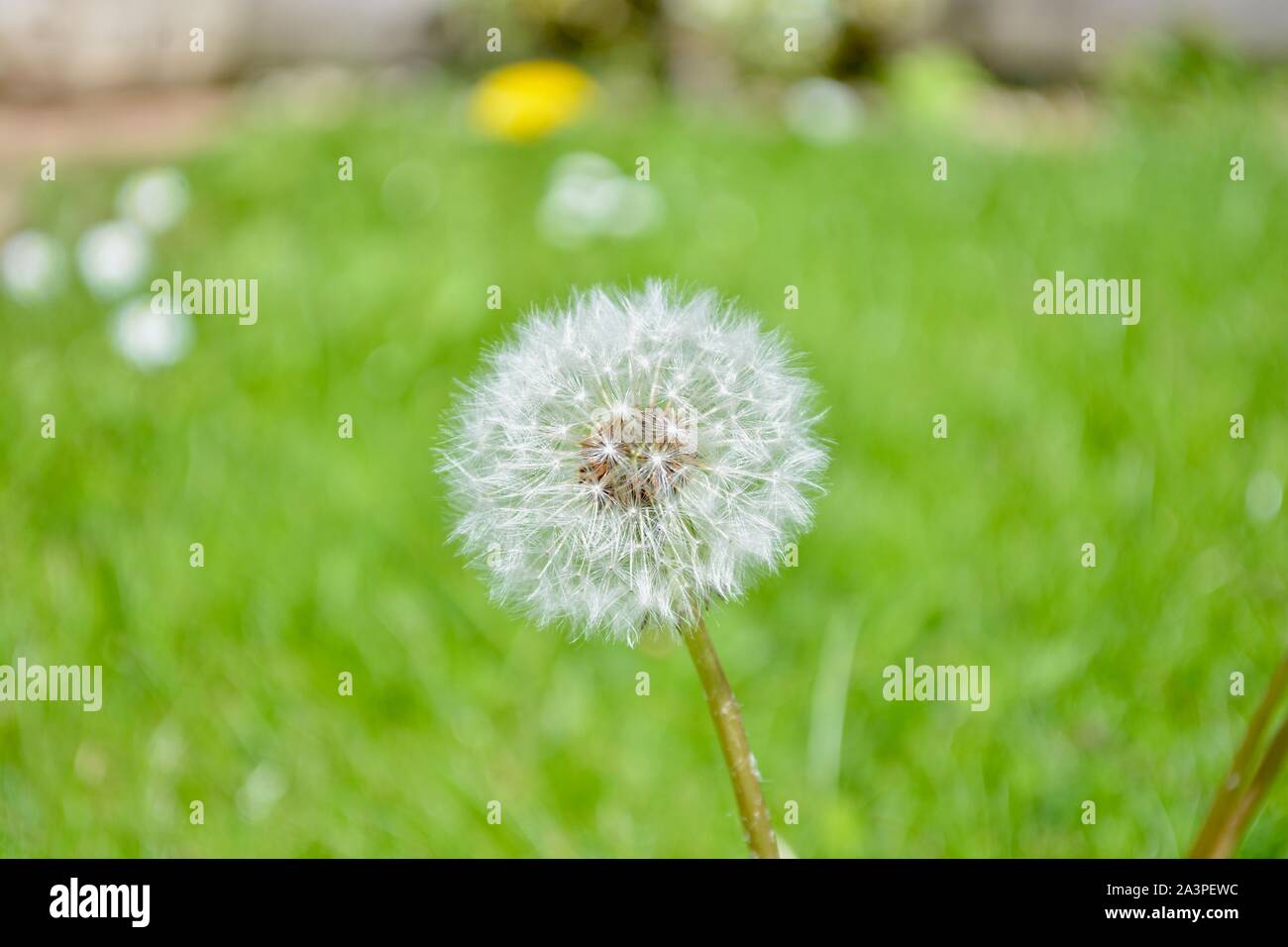 Turkish Plants, Leaves and Trees all found in abundance on the Southern ...