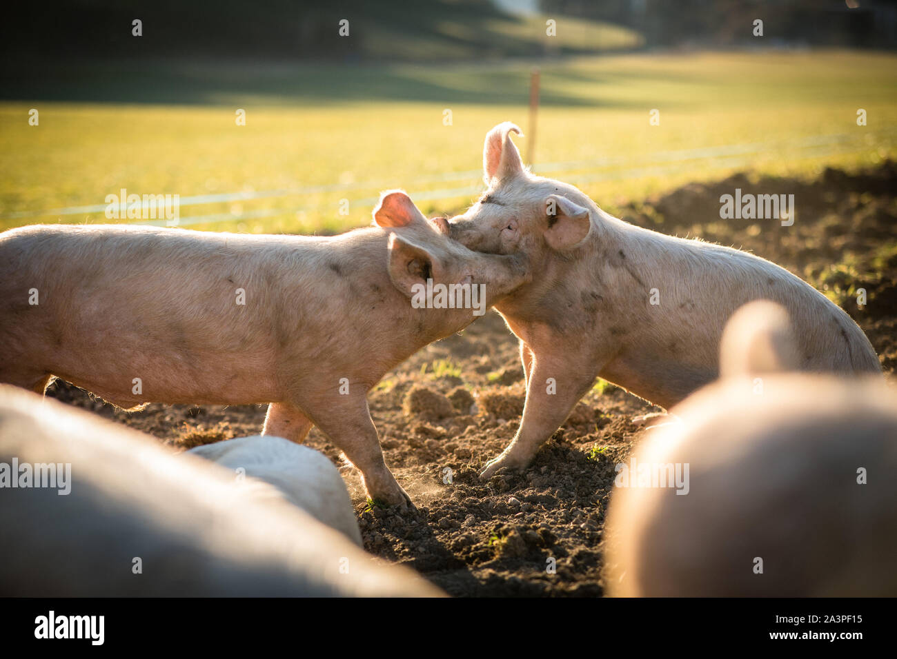 Pigs eating on a meadow in an organic meat farm Stock Photo - Alamy