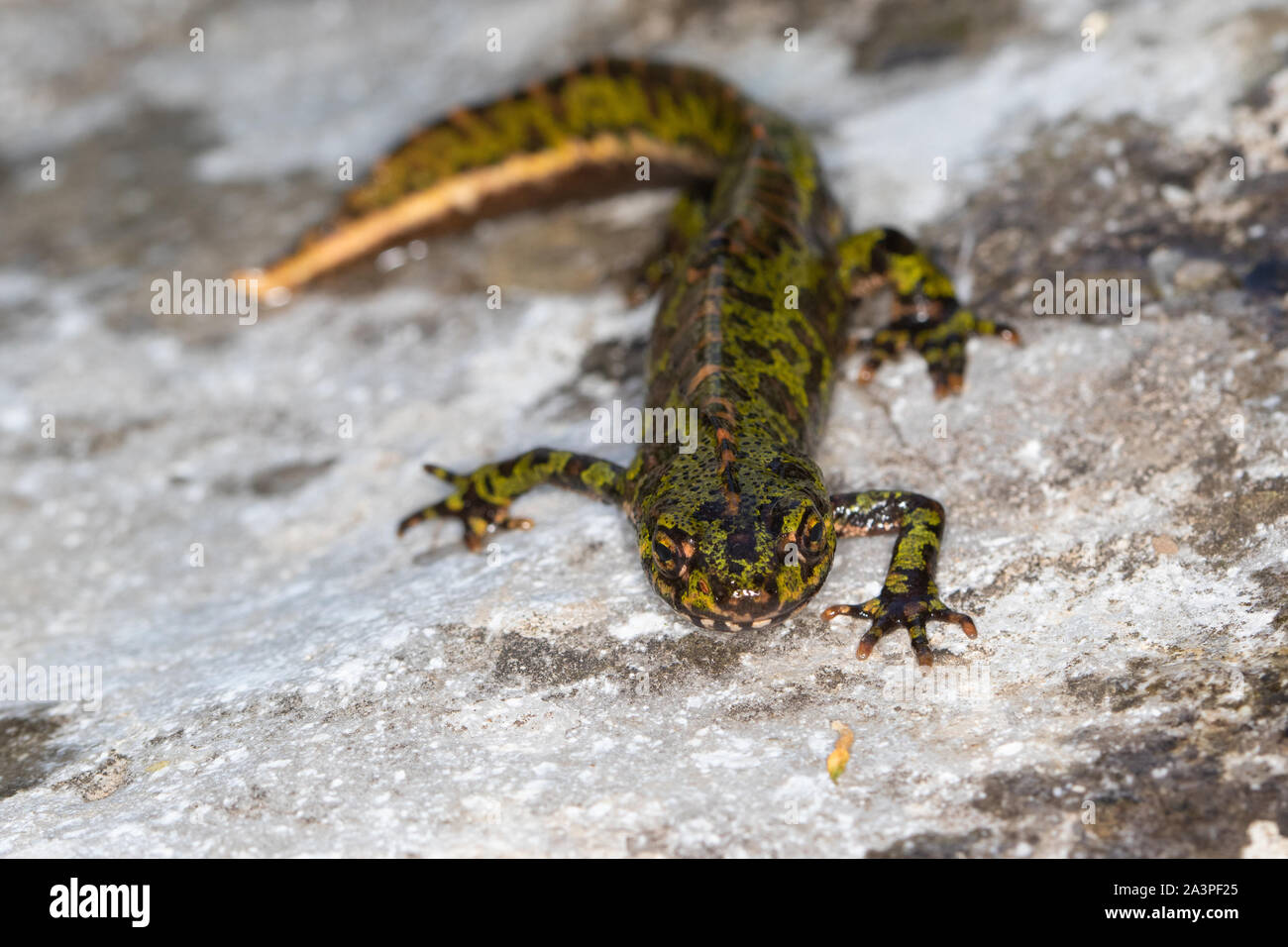 Triturus triturus marmoratus hi-res stock photography and images - Alamy