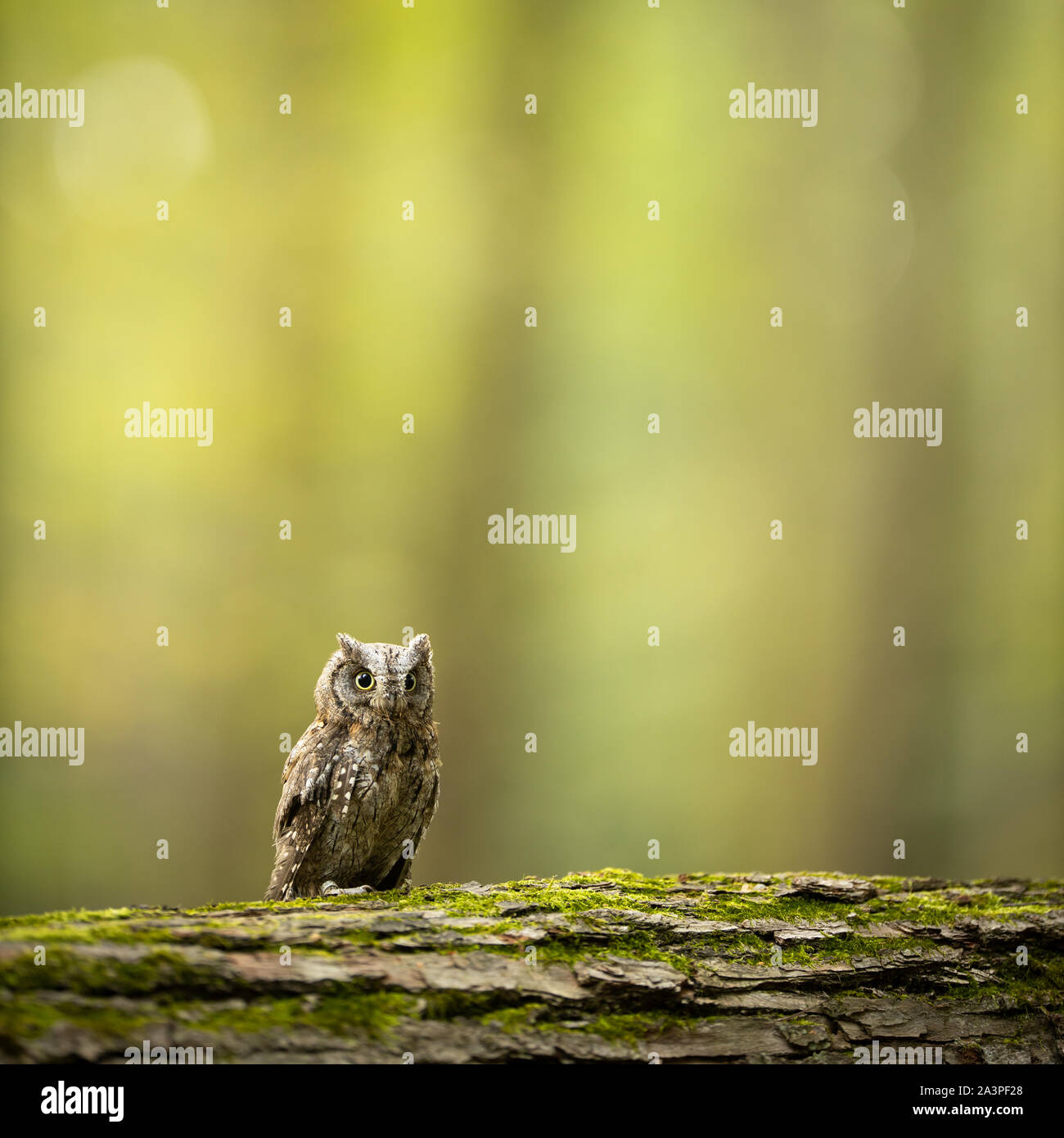 Eurasian scops owl (Otus scops) - Small scops owl on a branch in ...