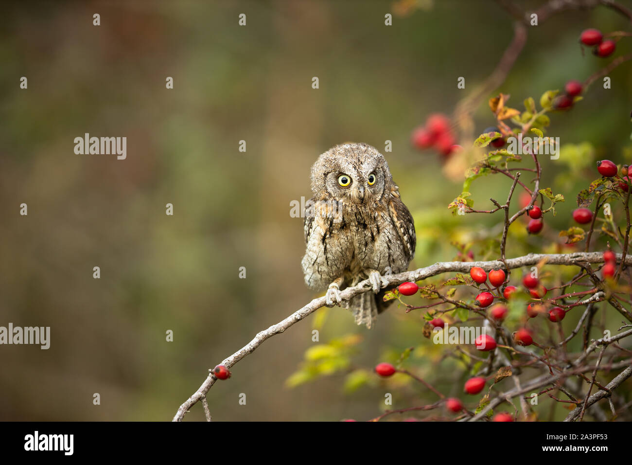 Eurasian scops owl (Otus scops) - Small scops owl on a branch in ...