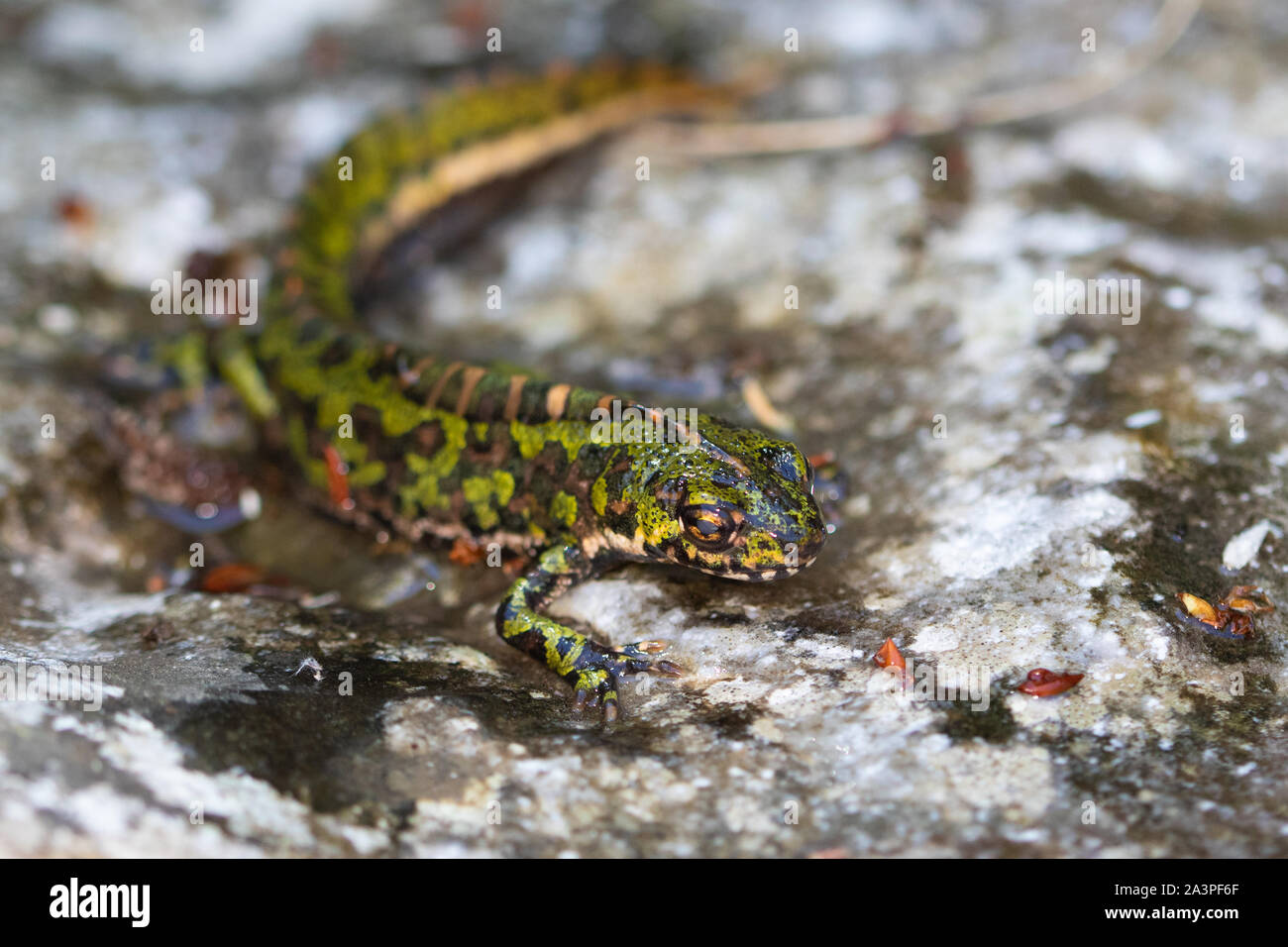 Triturus hi-res stock photography and images - Alamy