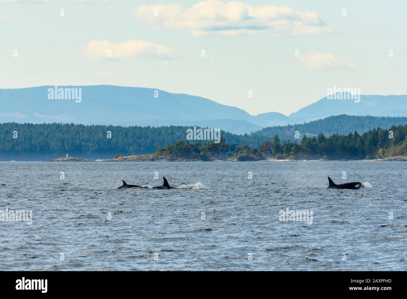 Transient Orca or Bigg's Killer Whale, Salish Sea, British Columbia ...