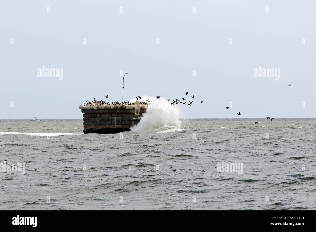 Cormorants resting on the remains of the Cross Ledge Light in Delaware ...