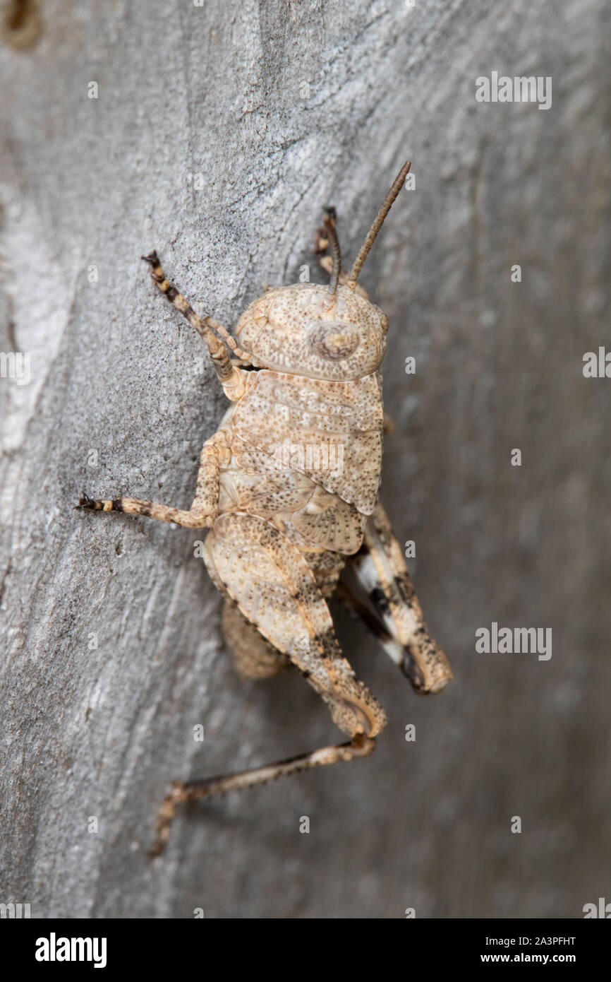 Common Groundhopper (Tetrix undulata Stock Photo - Alamy