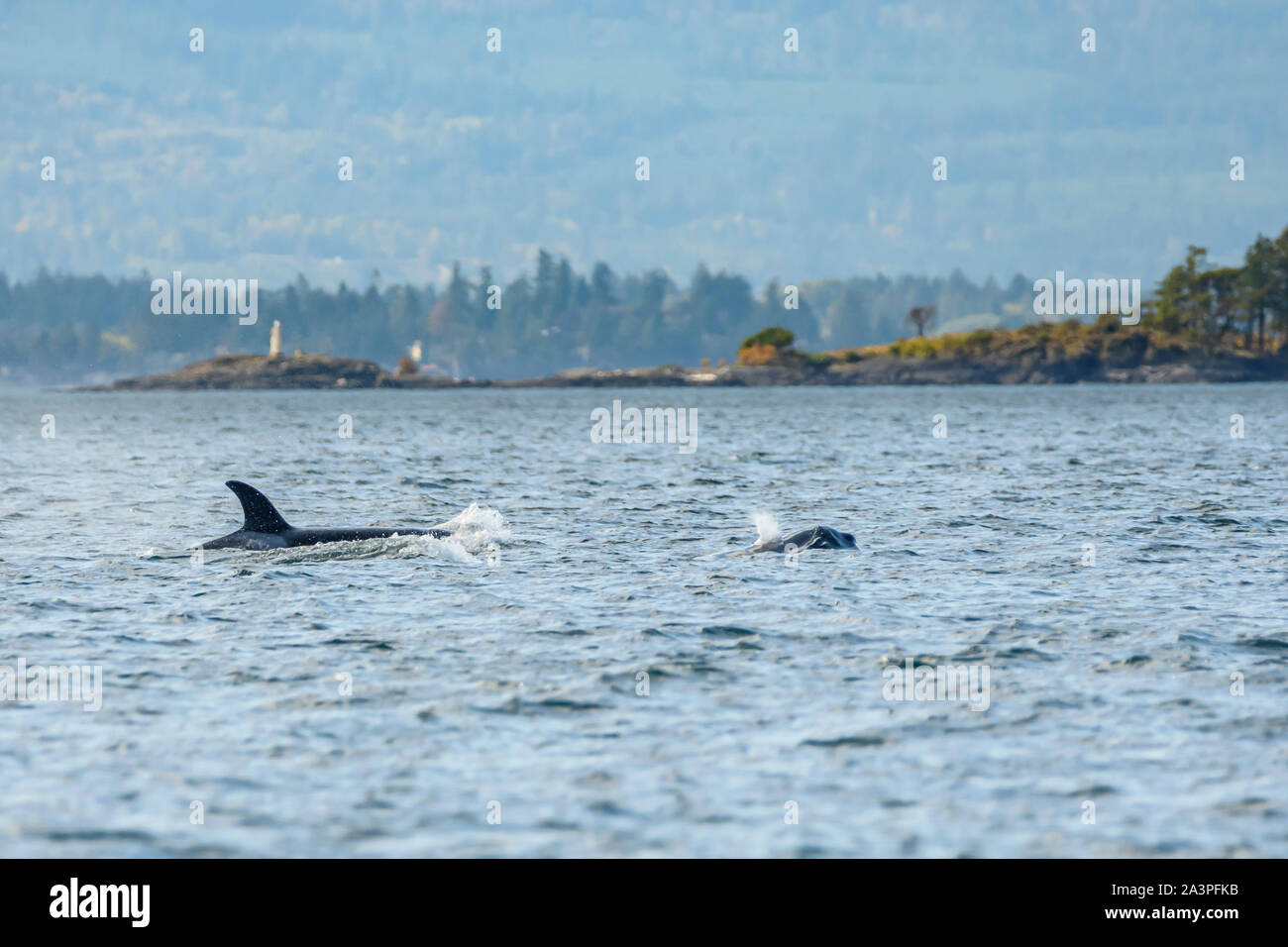 Transient Orca or Bigg's Killer Whale, Salish Sea, British Columbia ...