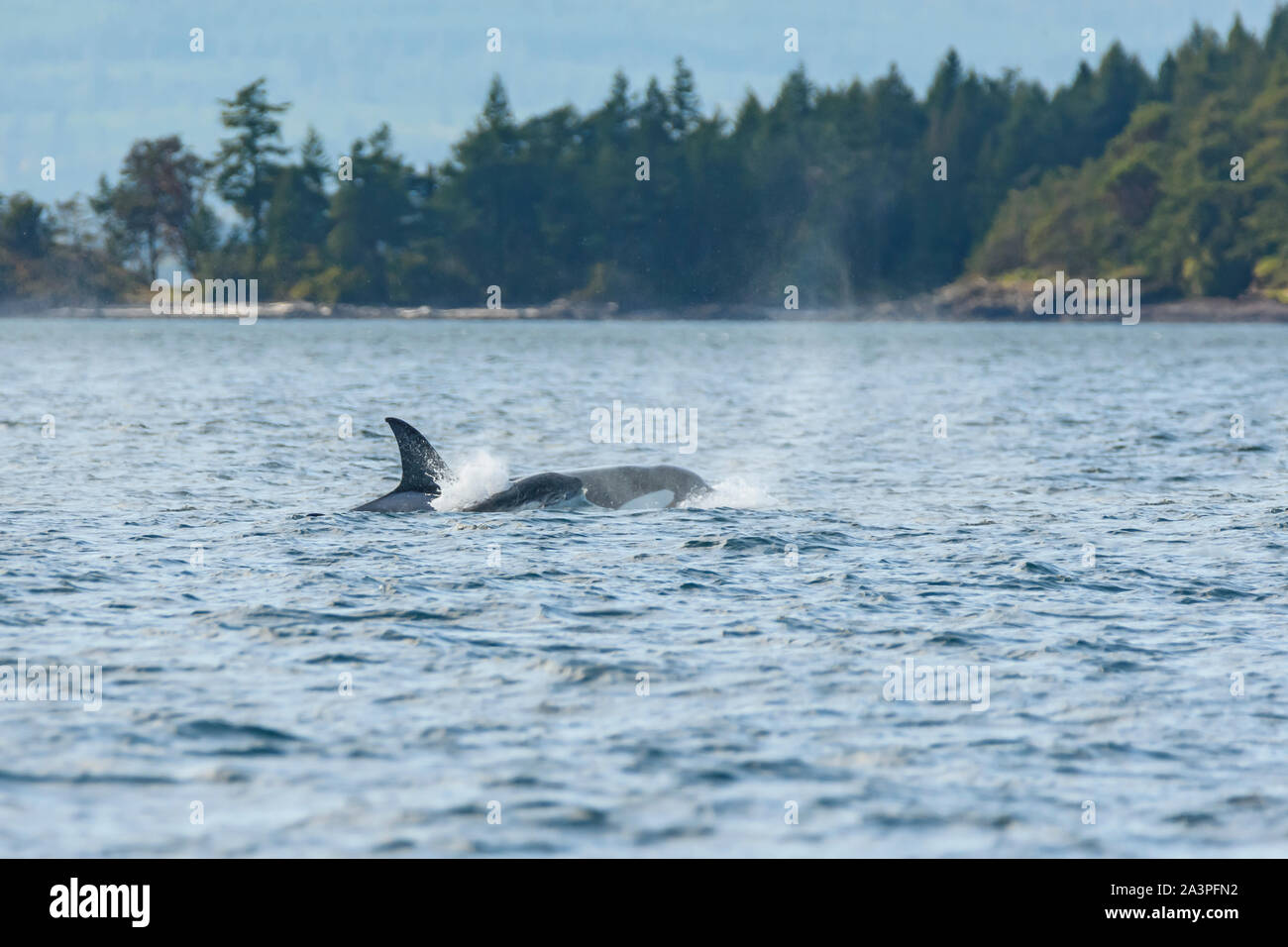 Salish sea orca hi-res stock photography and images - Alamy