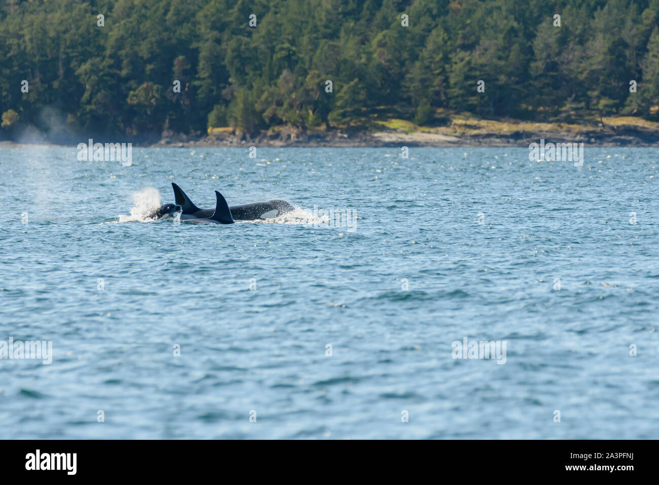 Transient orca hi-res stock photography and images - Alamy
