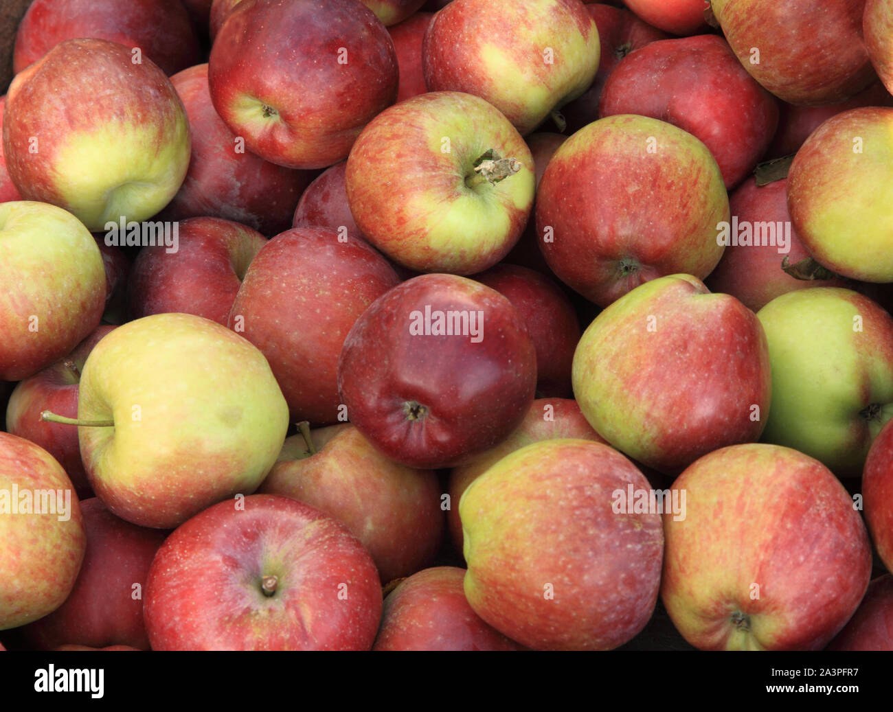 Apple 'Spartan', apples, eaters, eating apples, healthy eating, Malus ...