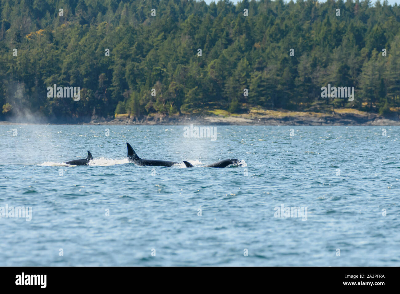 Gulf islands british columbia orca hi-res stock photography and images ...