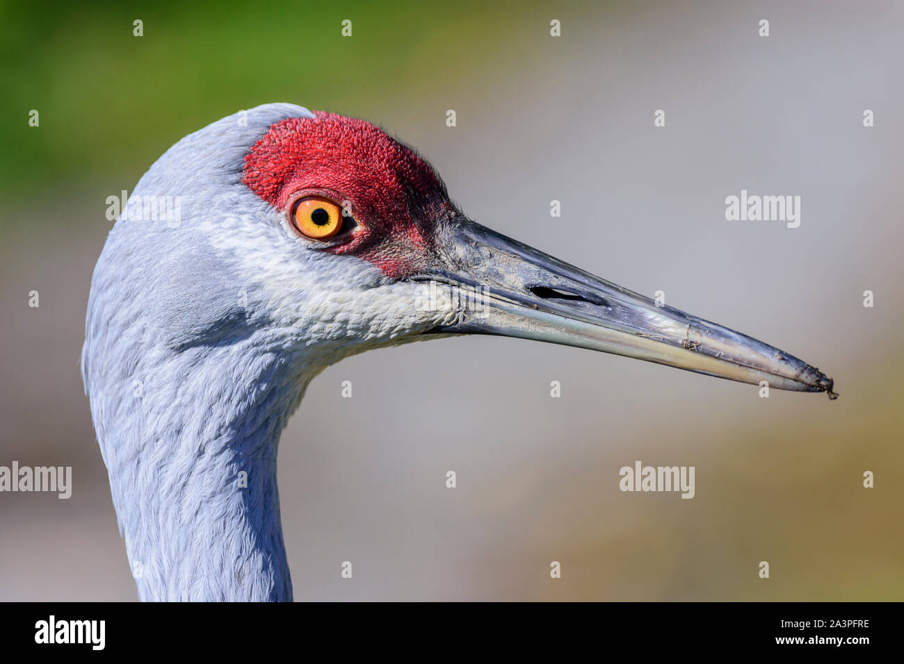 Lesser Sandhill Crane, Grus canadensis canadensis‎, also known as ...