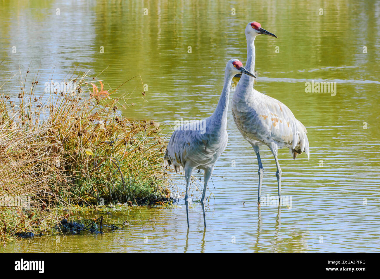 Lesser Sandhill Crane, Grus canadensis canadensis‎, also known as ...