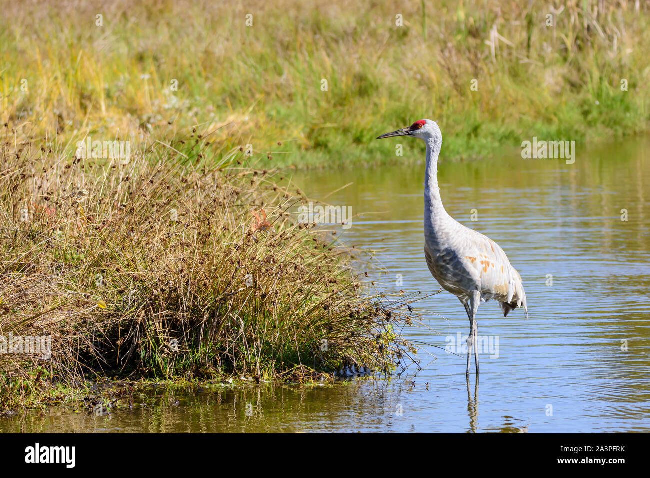 Lesser Sandhill Crane, Grus canadensis canadensis, also known as ...