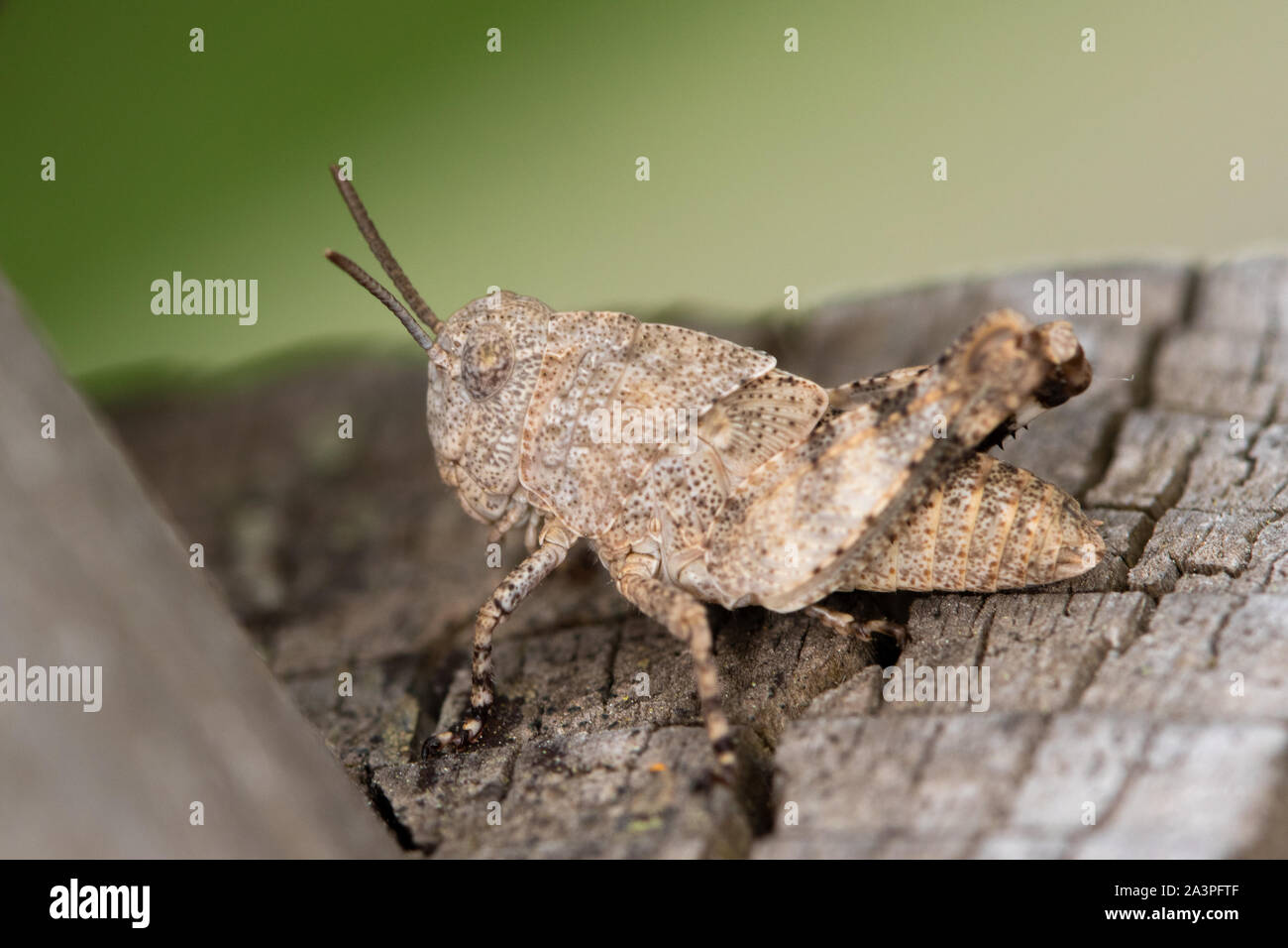 Common Groundhopper (Tetrix undulata Stock Photo - Alamy