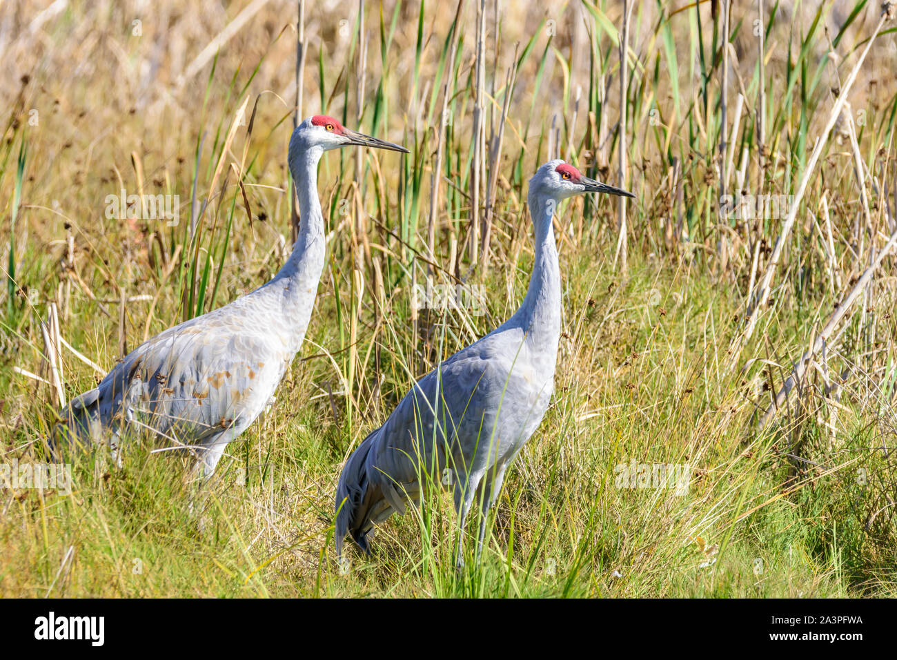 Lesser Sandhill Crane, Grus canadensis canadensis‎, also known as ...