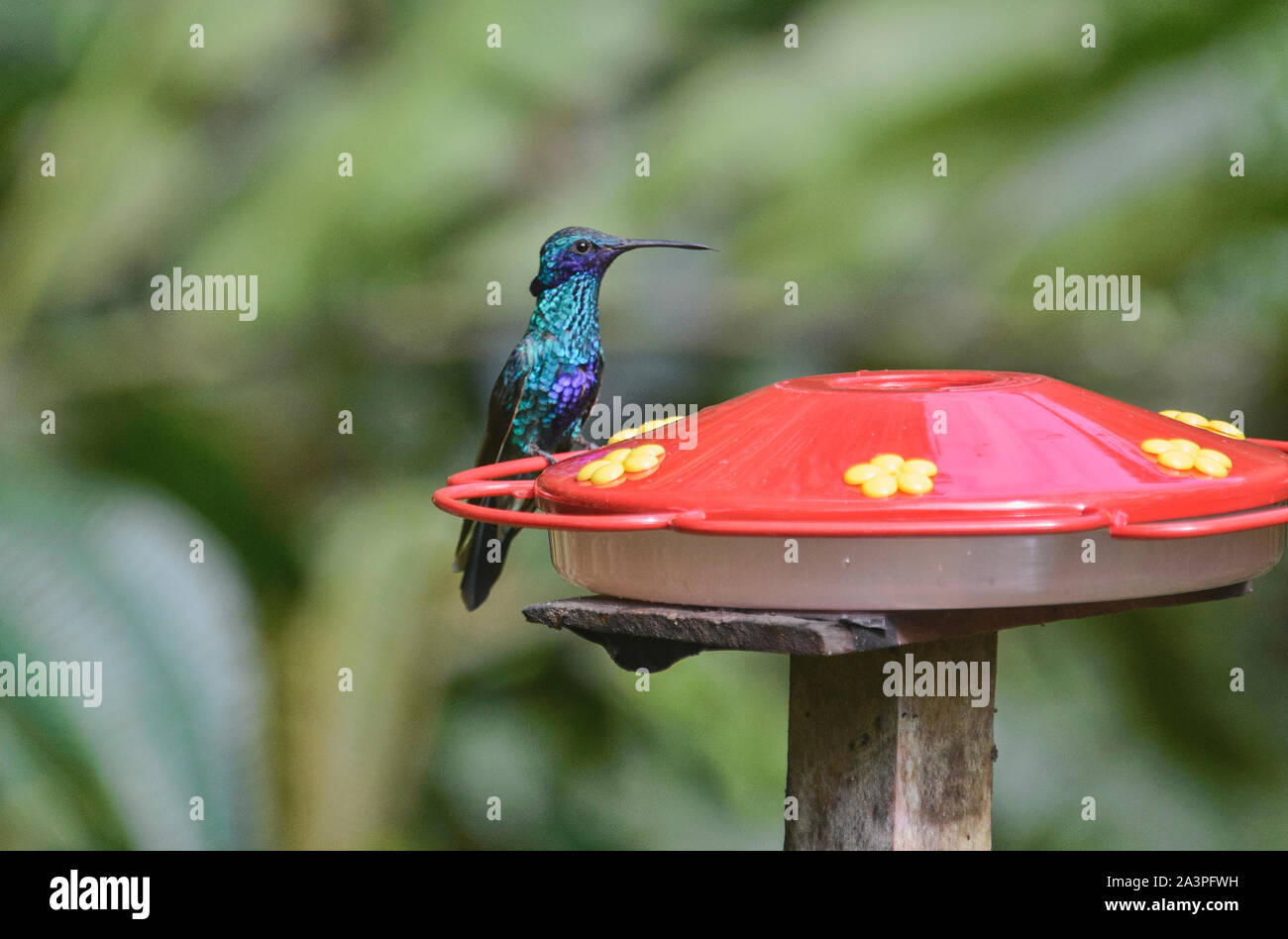 Colibri Ecuador National Bird