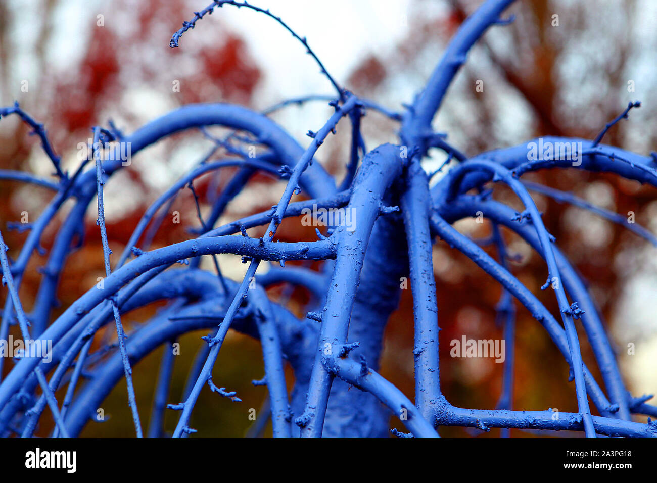 Bark blue hi-res stock photography and images - Alamy