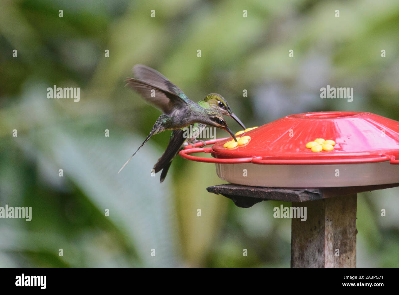 Green hermit hummingbird (Phaethornis guy), Copalinga, Podocarpus ...