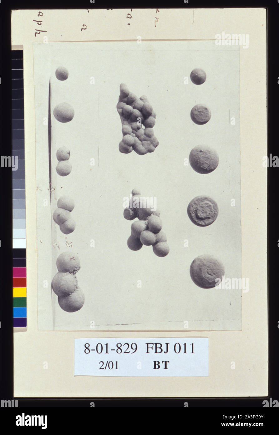 Specimen illustrations for a monograph on clay stones by J.M. Arms ...