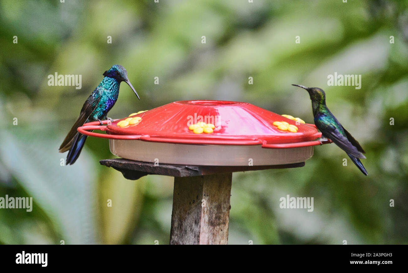Colibri feeder hi-res stock photography and images - Alamy