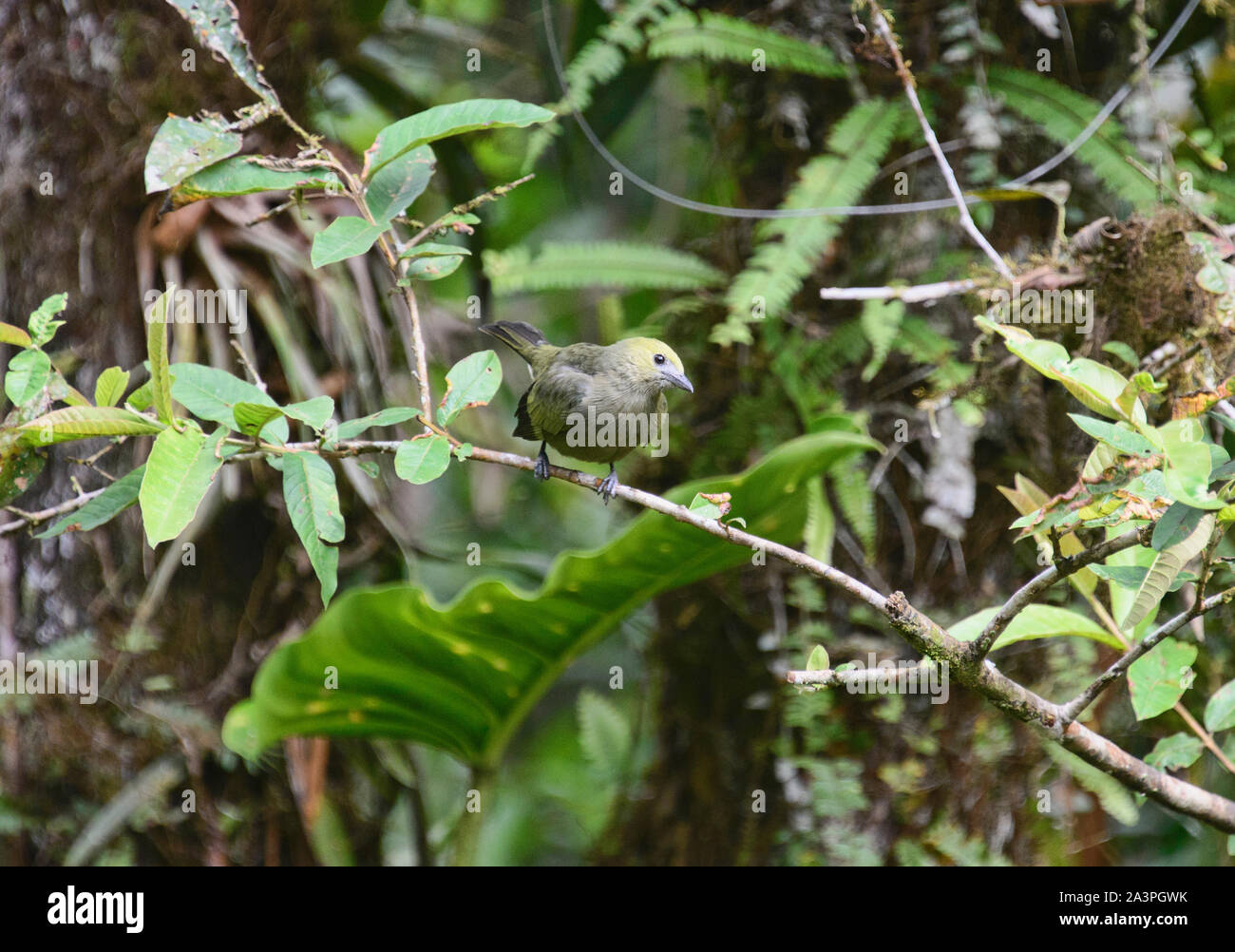 Buff-throated Saltator (Saltator maximus), Podocarpus National Park ...