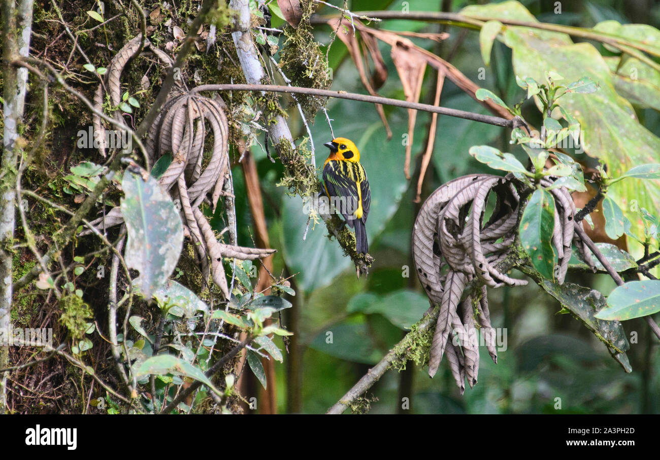 Tanagers of ecuador hi-res stock photography and images - Alamy
