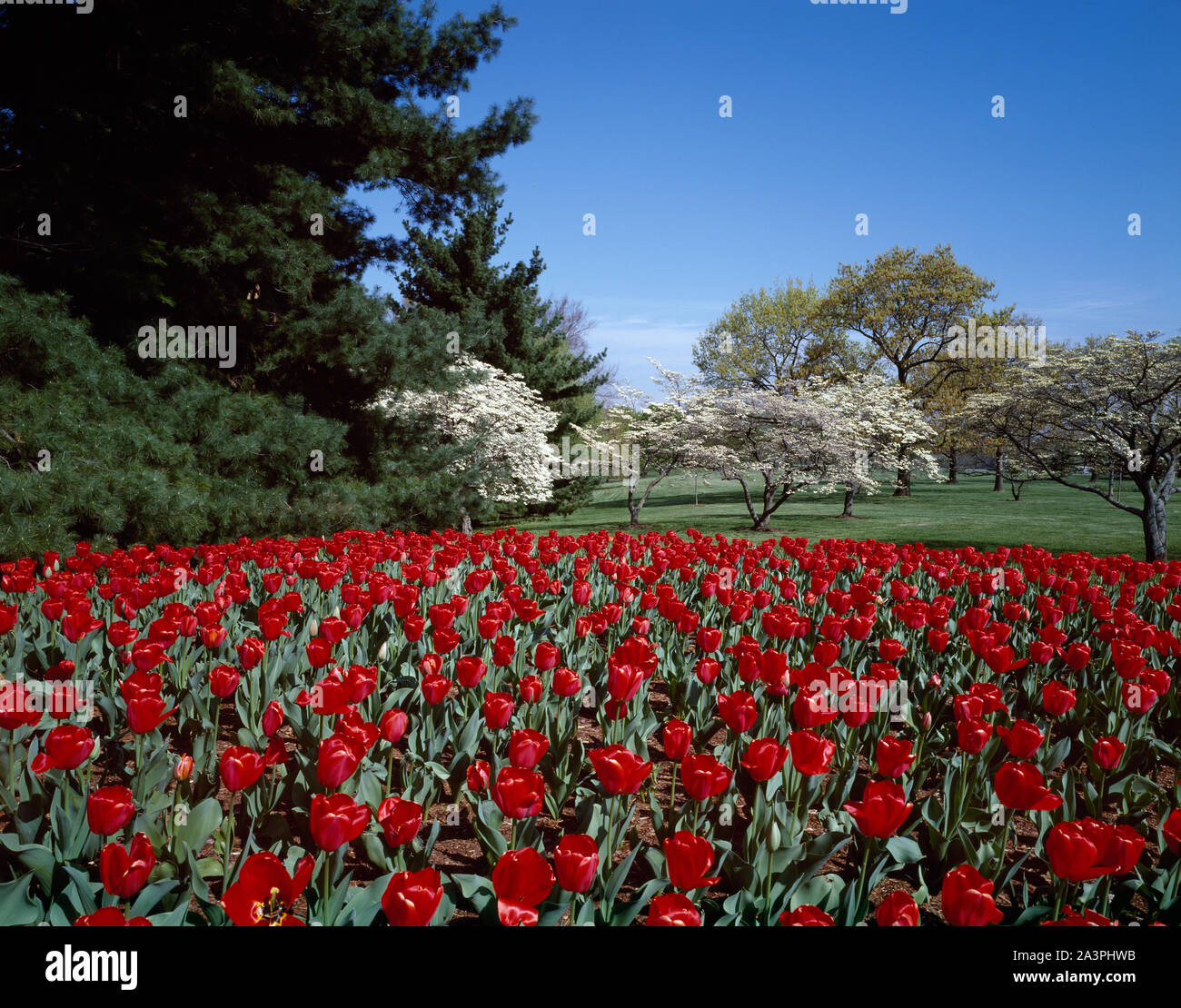 Spring tulips and dogwoods on the George Washington Memorial Parkway ...