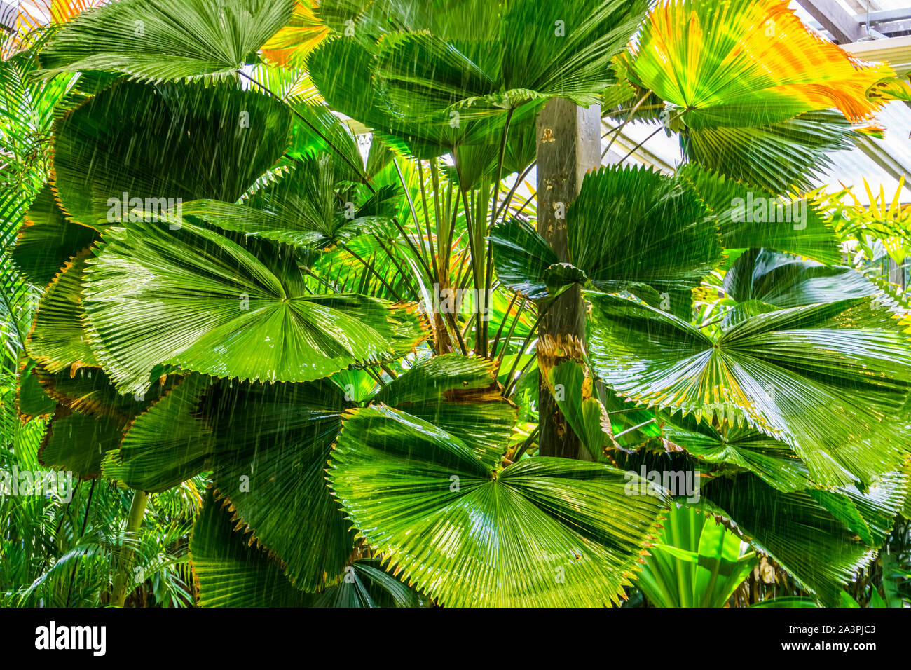 chinese fan palm plant with rain, tropical bamboo leaves, exotic garden ...