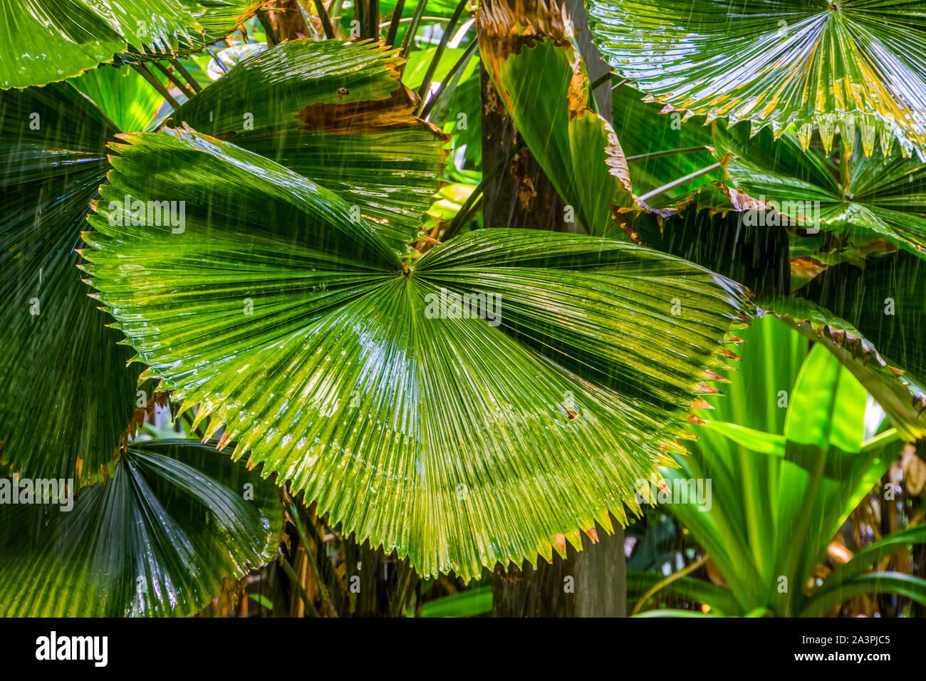 Cabbage palm fan palm popular hi-res stock photography and images - Alamy