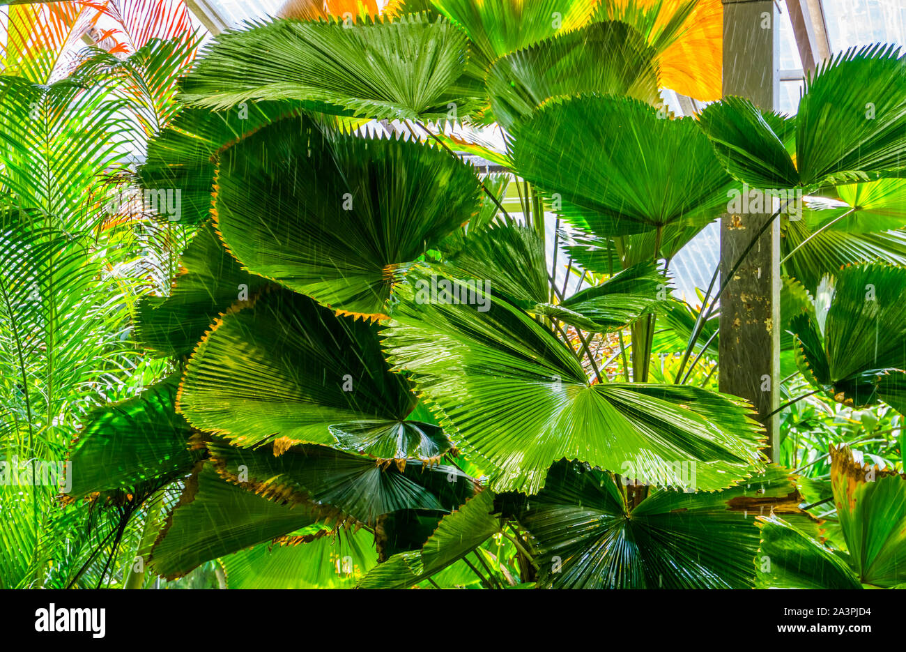 Cabbage palm fan palm popular hi-res stock photography and images - Alamy