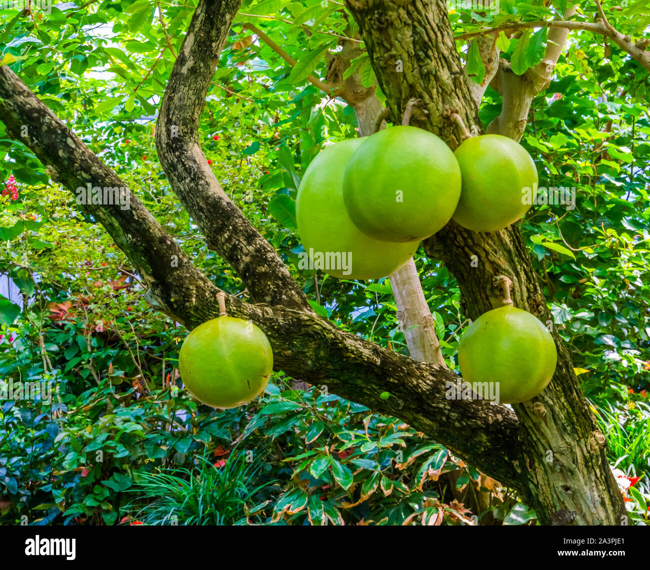 calabash tree bearing big fruits, tropical fruiting plant, exotic ...