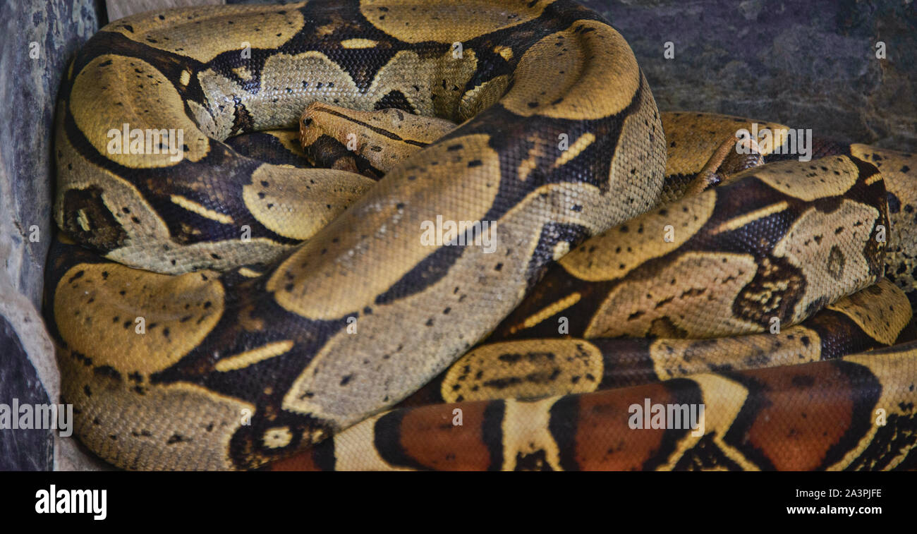 Pair of boa constrictors, Refugio Tzanka, Zamora, Ecuador Stock Photo ...