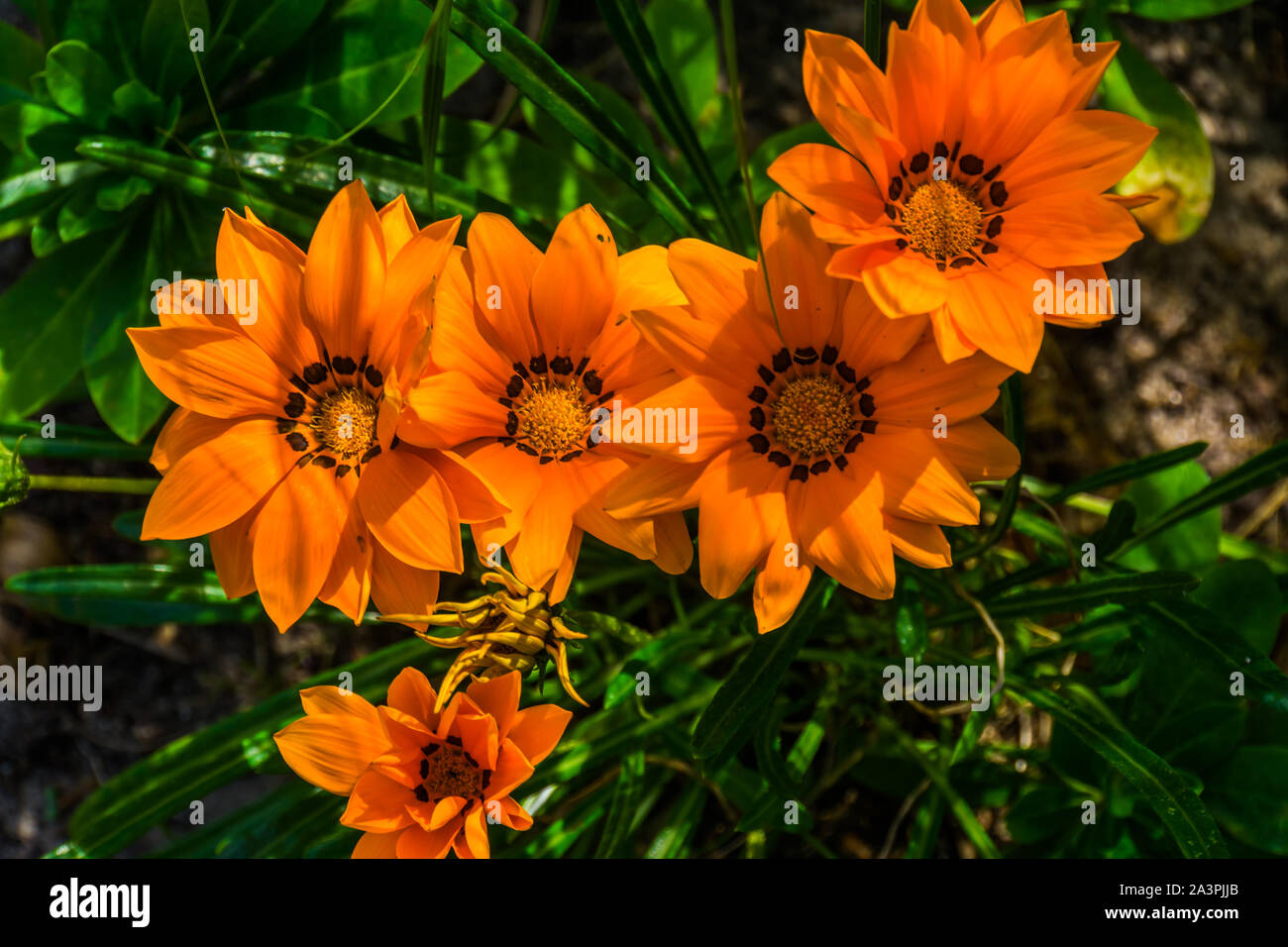 Treasure flowers hi-res stock photography and images - Alamy