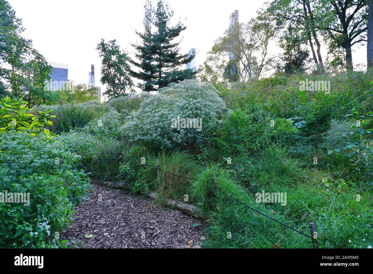 NEW YORK, NY -6 AUG 2019- View of wild flowers on the Dene Slope Native ...