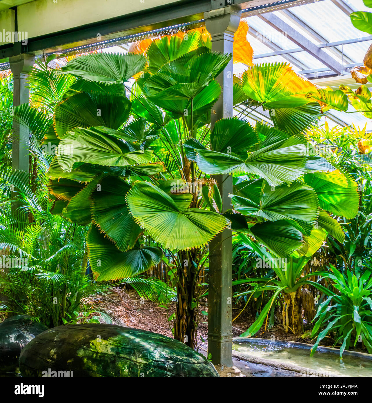 Cabbage palm fan palm popular hi-res stock photography and images - Alamy