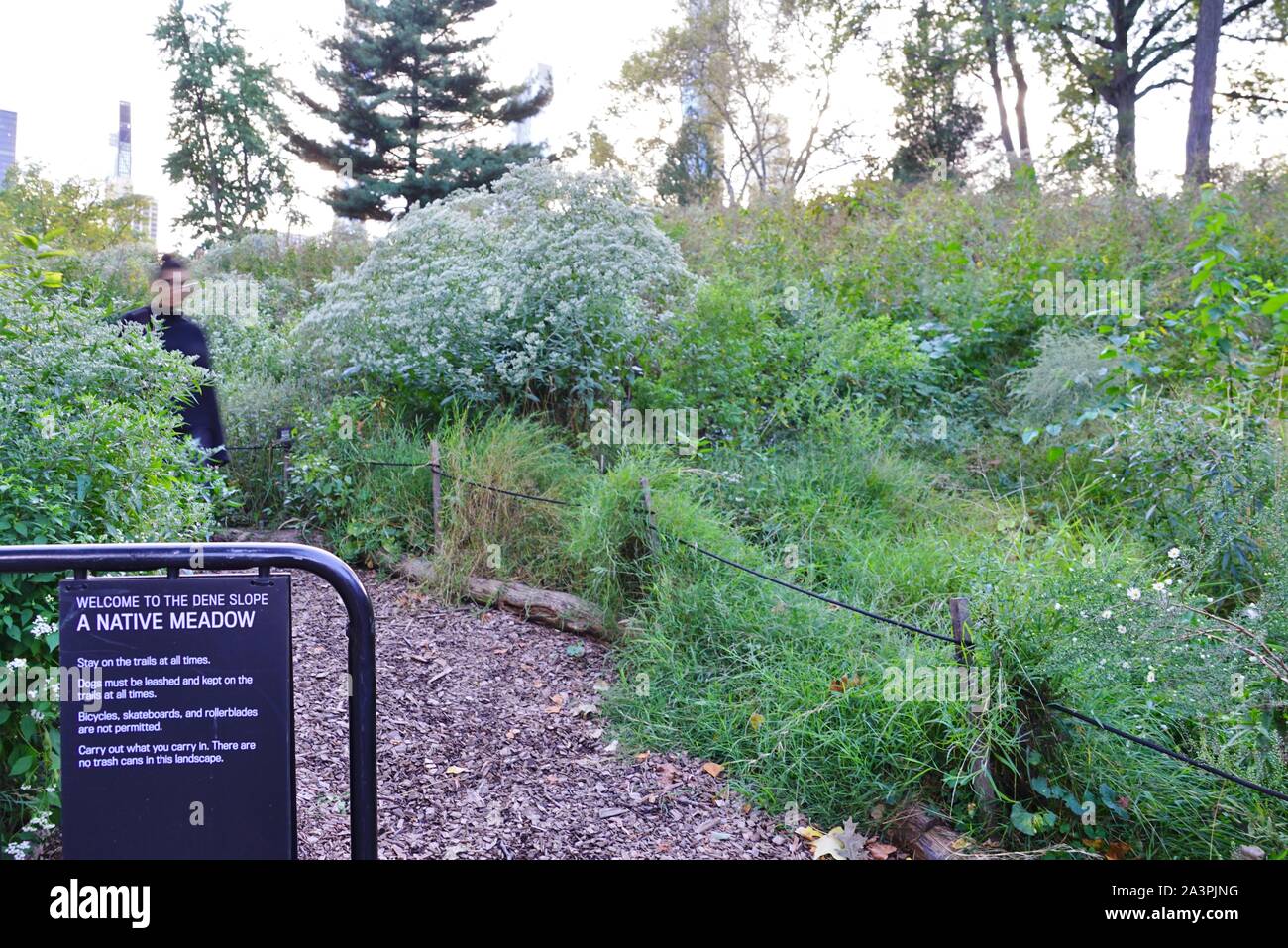 NEW YORK, NY -6 AUG 2019- View of wild flowers on the Dene Slope Native ...
