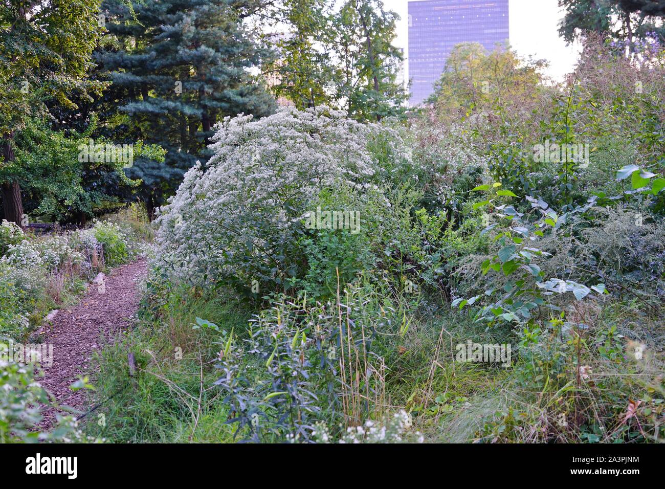 NEW YORK, NY -6 AUG 2019- View of wild flowers on the Dene Slope Native ...