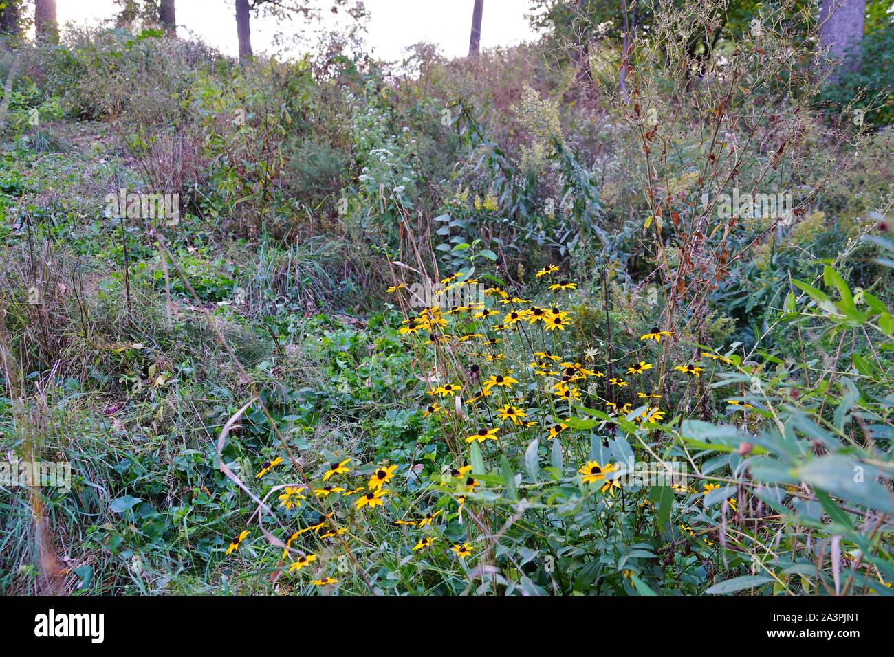 NEW YORK, NY -6 AUG 2019- View of wild flowers on the Dene Slope Native ...