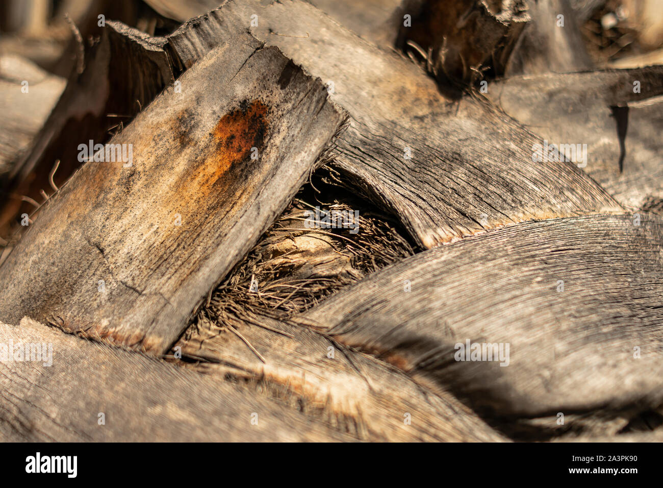 Ancient braiding of the trunk of a palm tree worn by the passing of the ...