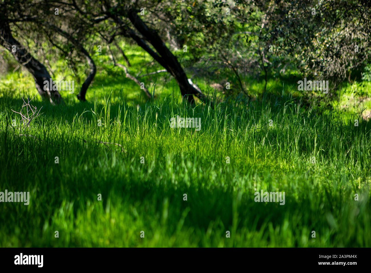 Grass Grassy Plain High Resolution Stock Photography and Images - Alamy