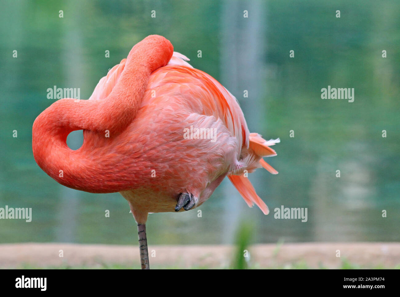 Flamingo sleeping hi-res stock photography and images - Alamy