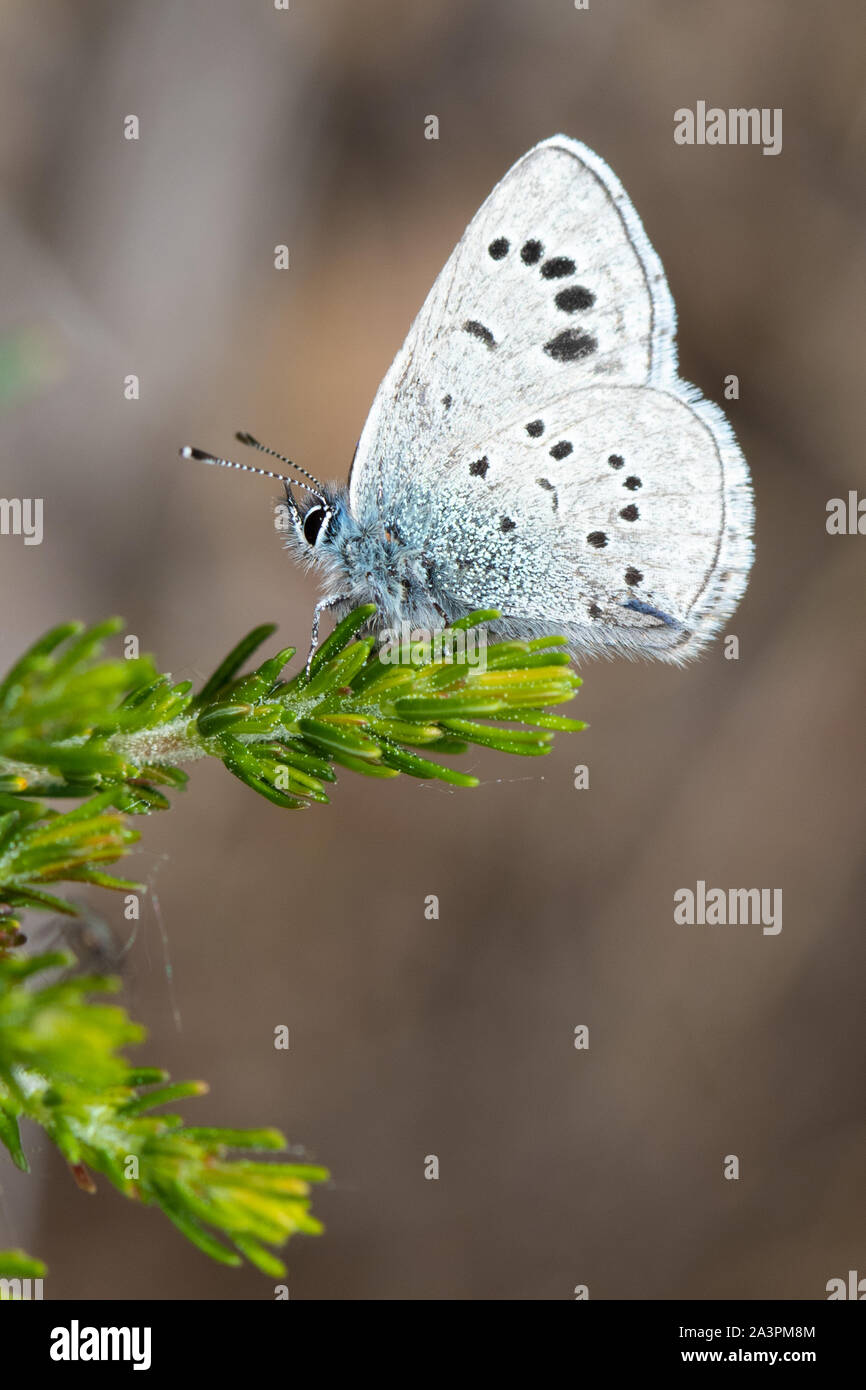 Black-eyed Blue (Glaucopsyche melanops Stock Photo - Alamy