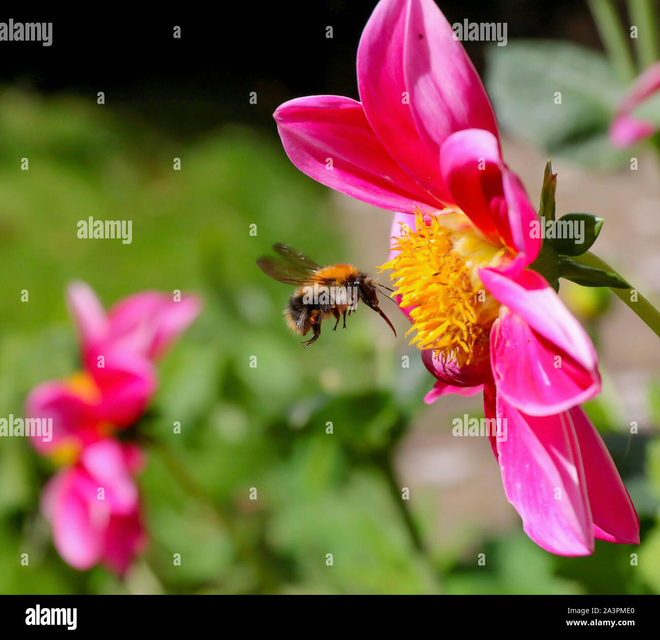 Insect extendable proboscis hi-res stock photography and images - Alamy