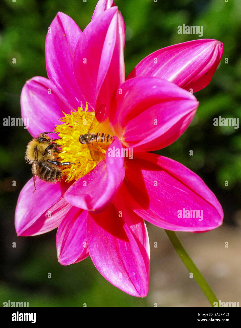 Nectar and insects hi-res stock photography and images - Alamy
